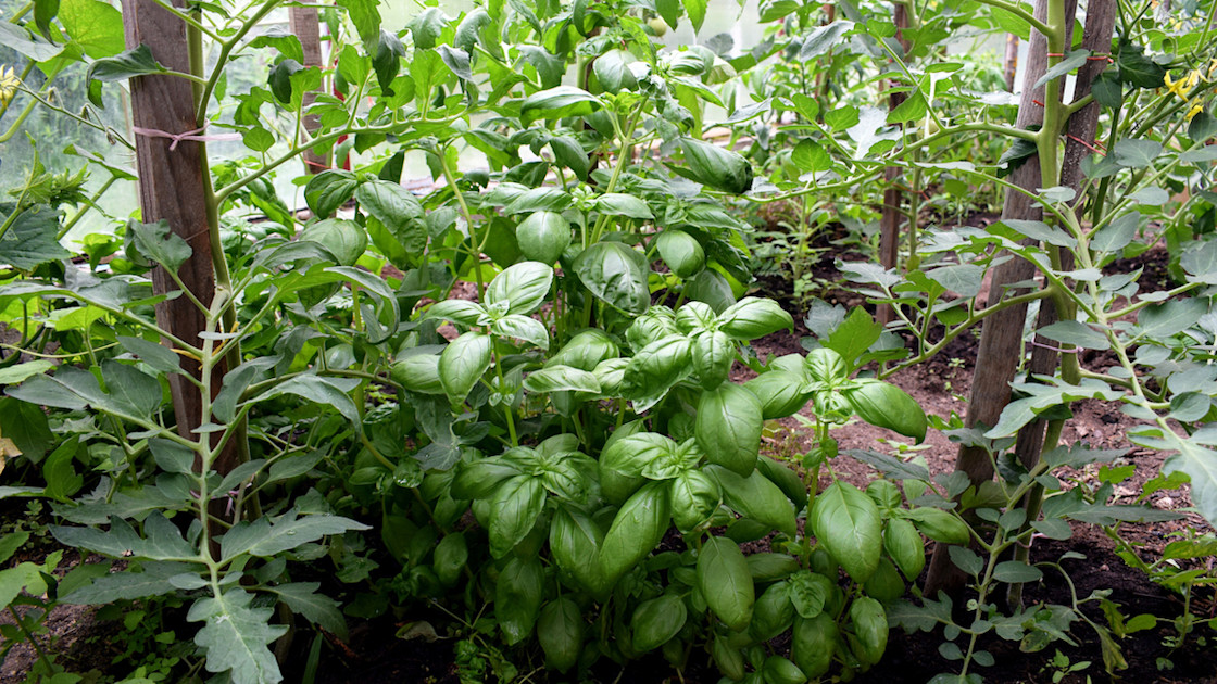 A Beginner's Guide to Companion Planting | Wild + Whole