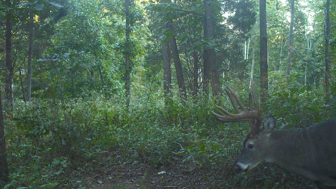 6 Steps to Kill a Homebody Buck | MeatEater Wired To Hunt