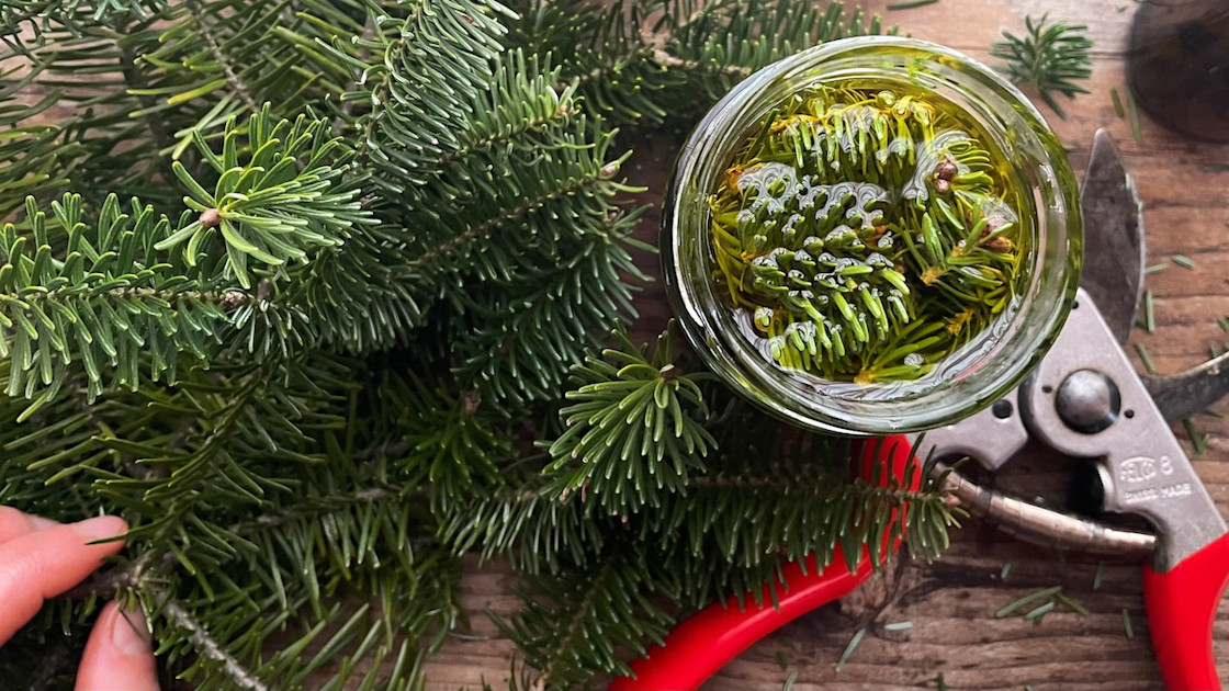 How to Make Evergreen Skin Oil | Wild + Whole