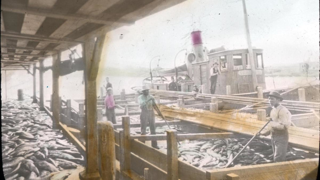 The June Hogs of the Columbia | MeatEater Conservation News