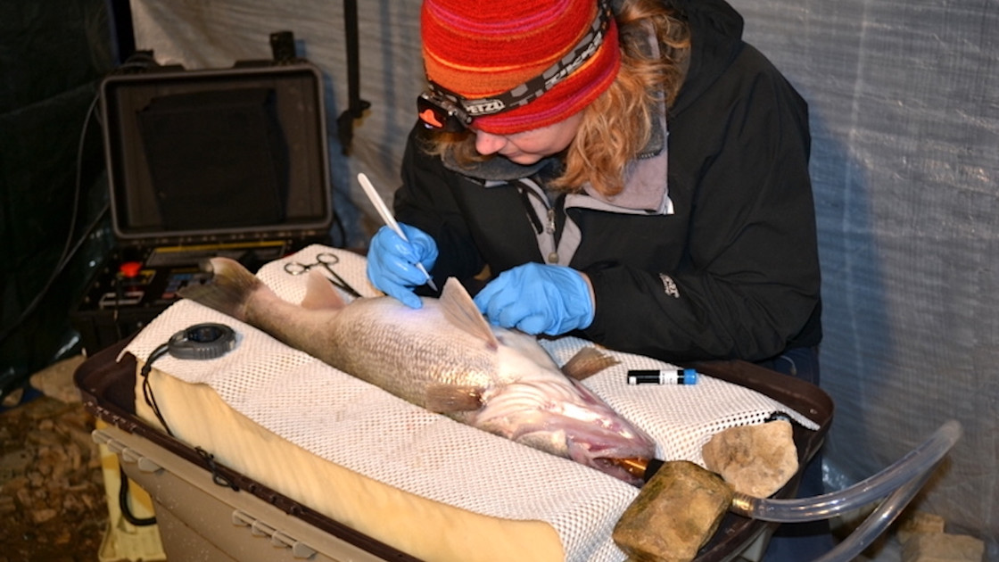 Do You Know Where the Fish Are? GLATOS Does. | MeatEater Fishing