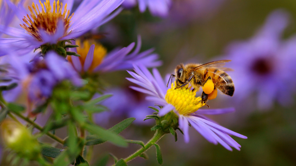 How to Easily Attract Bees and Pollinators | Wild + Whole