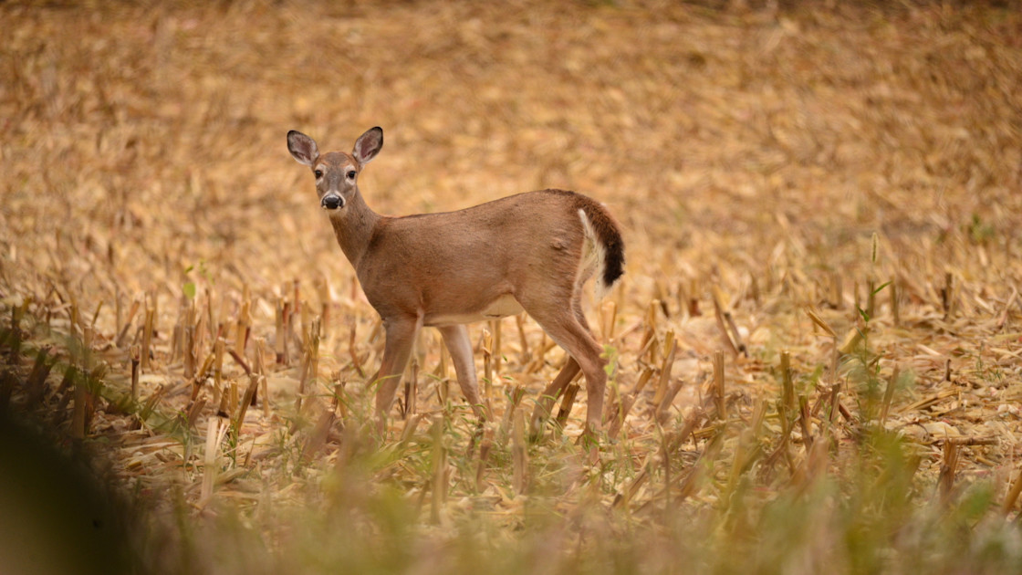How to Kill Your First Deer with a Bow | MeatEater Wired to Hunt