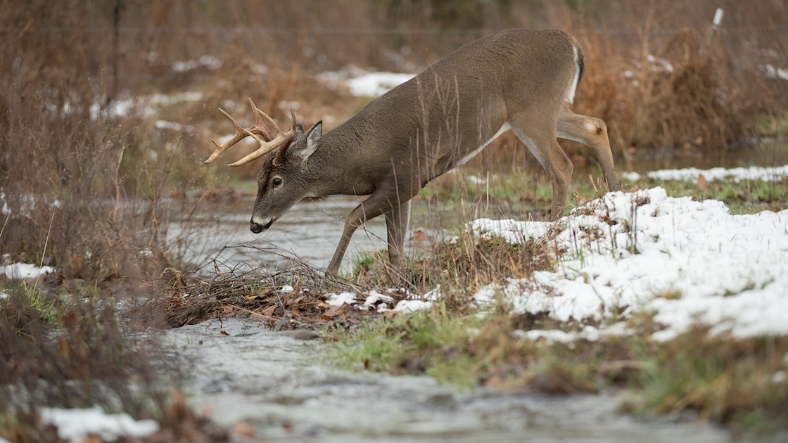 How to Kill a Post-Rut Buck Hunting Water | MeatEater Wired To Hunt