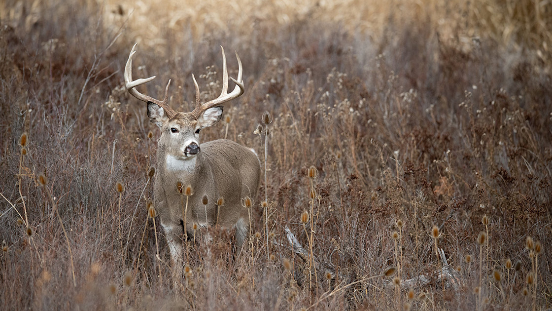 How to Find Pressured Bucks | MeatEater Wired To Hunt