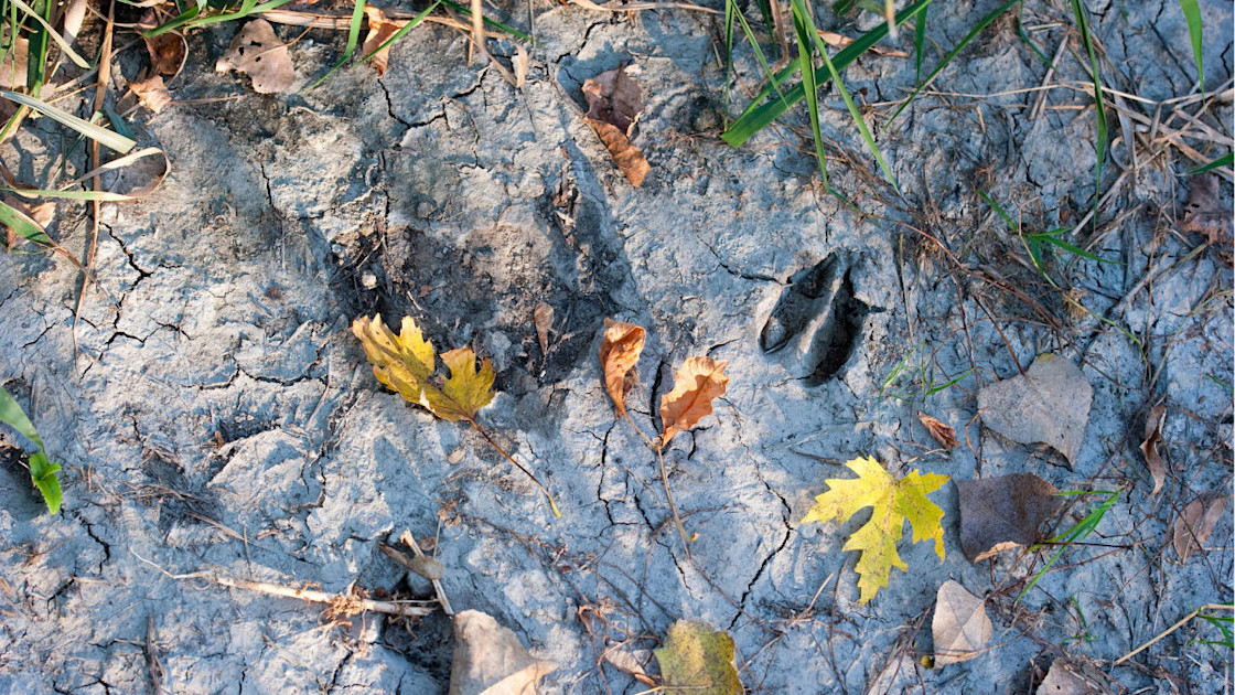 How to In-Season Scout for Deer | MeatEater Wired to Hunt