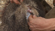 A Guide To Hunting Javelina MeatEater Hunting