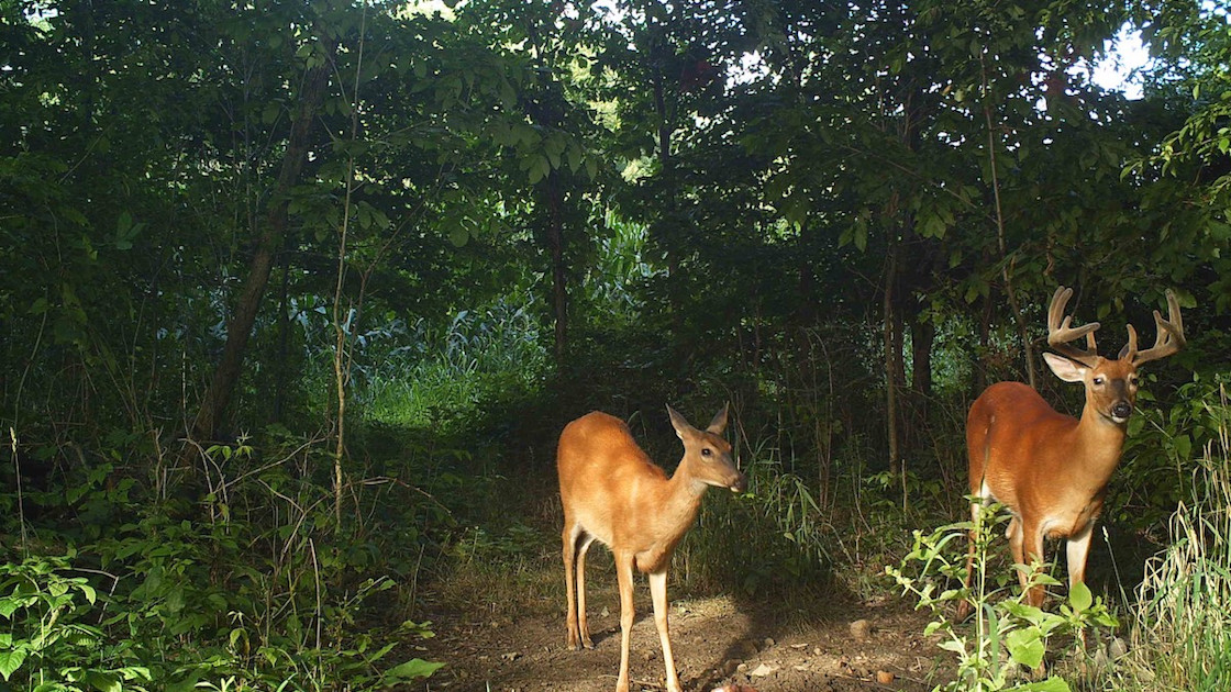 Photos: Whitetail Antler Growth Timeline | MeatEater Wired to Hunt
