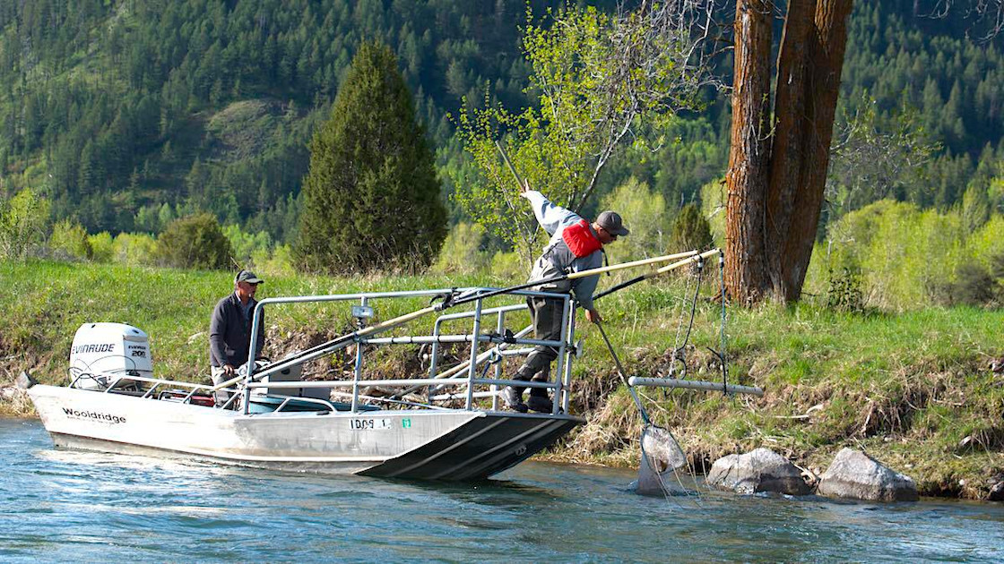 How to Become a Wildlife Biologist | MeatEater Conservation News