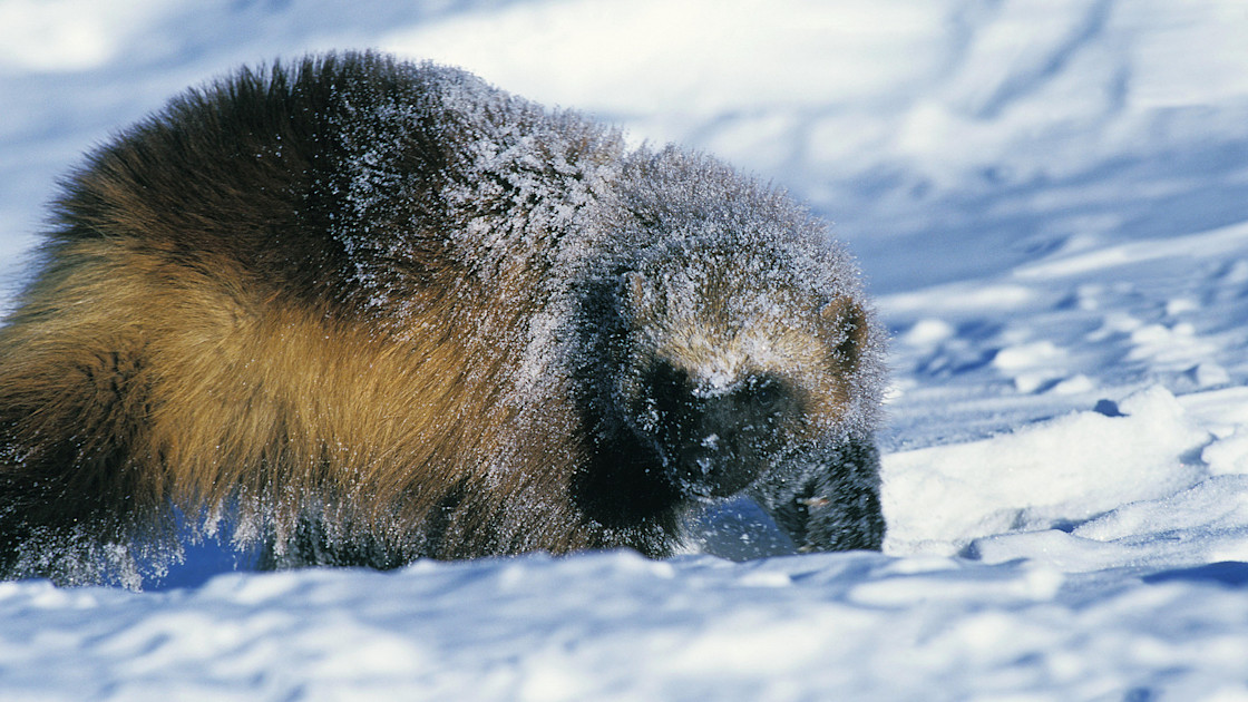 Will Wolverine ESA Listing Shut Down Wolf Trapping? | MeatEater ...