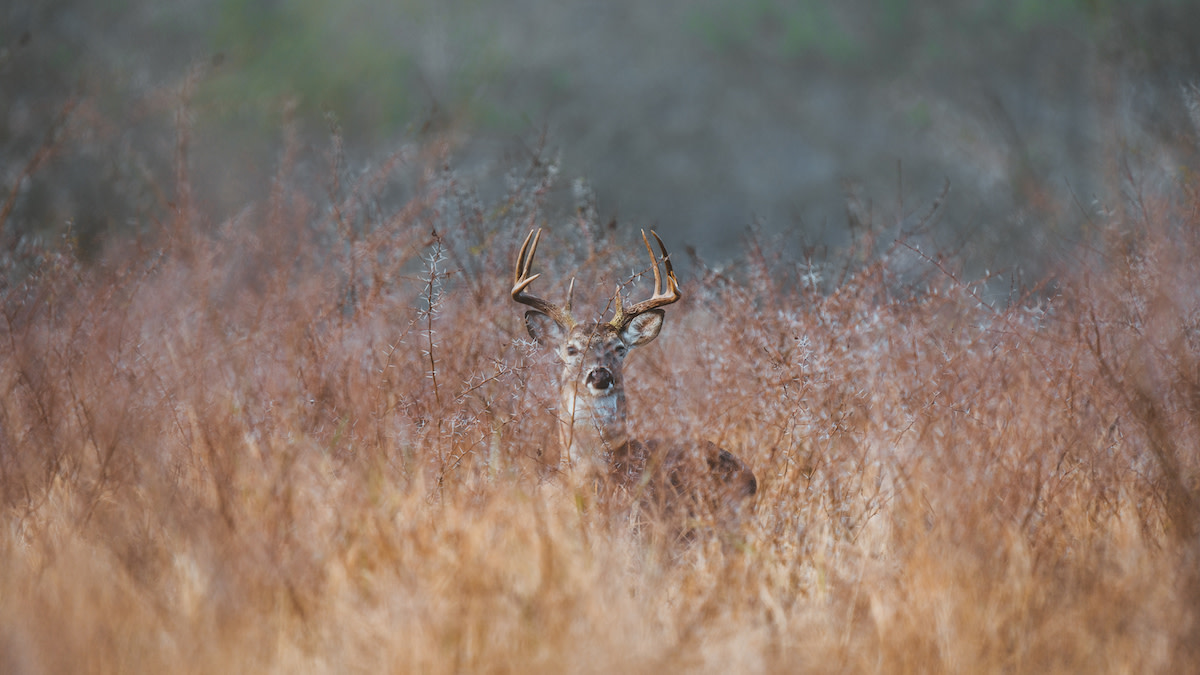 This Strategy Will Help You Kill More Rutting Bucks | MeatEater Wired ...