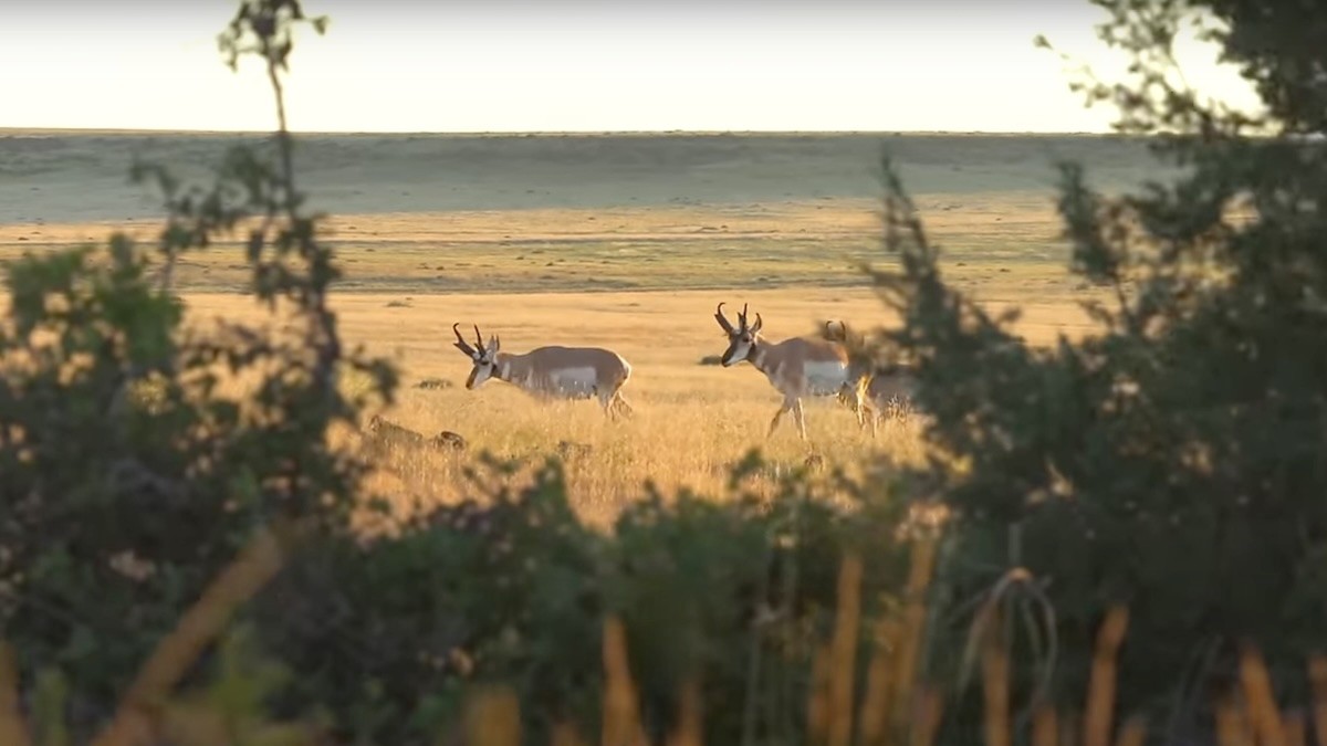 Pronghorn Antelope Range