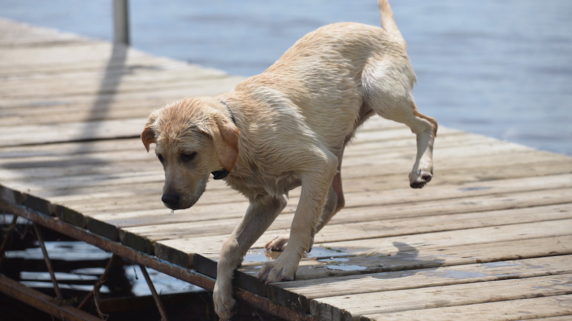 How to Properly Introduce a Puppy to Water | MeatEater Hunting