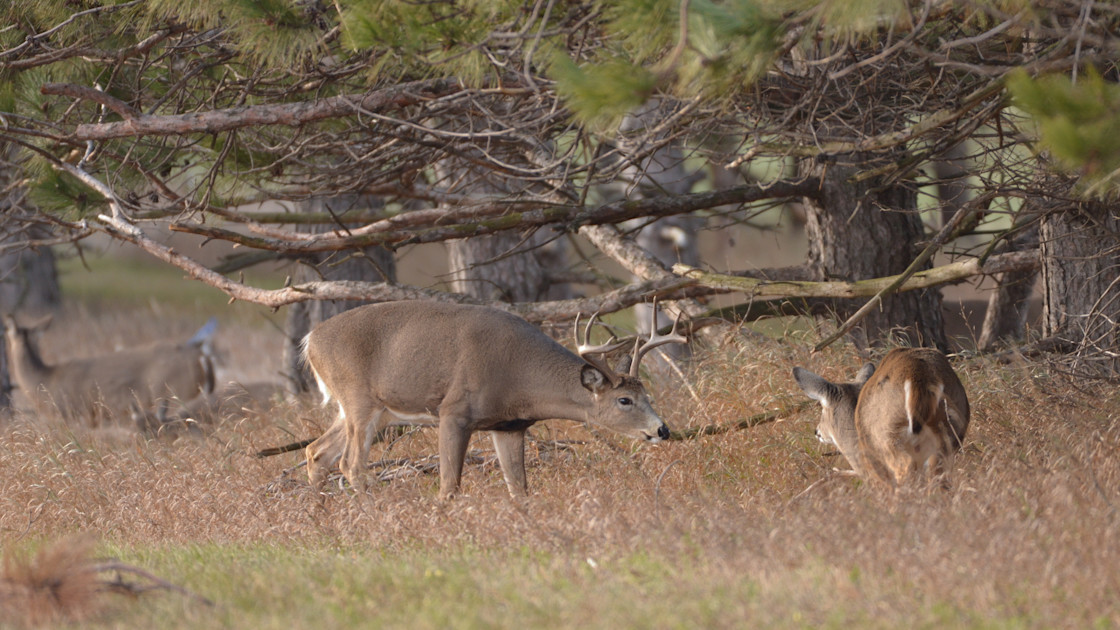 Is Mid-November the Best Time to Shoot a Mature Buck? | MeatEater Wired ...