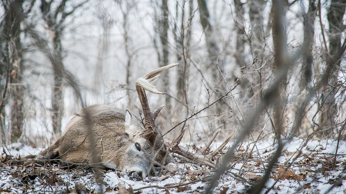 How to Kill a Whitetail Buck in Late November | MeatEater Wired To Hunt