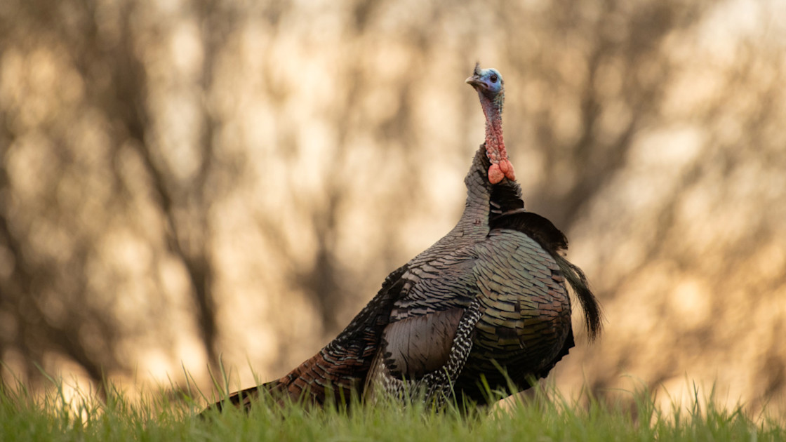 How to Troll for Toms | MeatEater Hunting