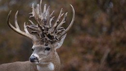 The Injuries And Illnesses That Trigger Amazing Antlers MeatEater 