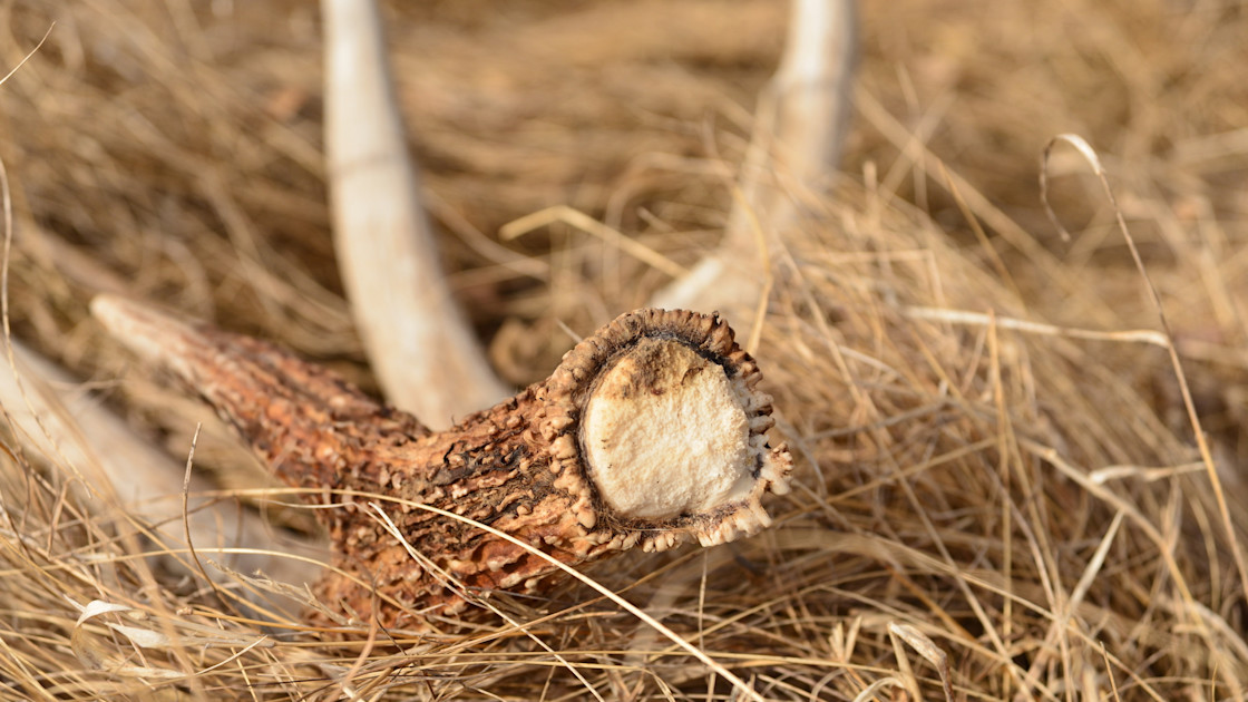 How to Find More Mature Buck Sheds This Winter | MeatEater Wired To Hunt