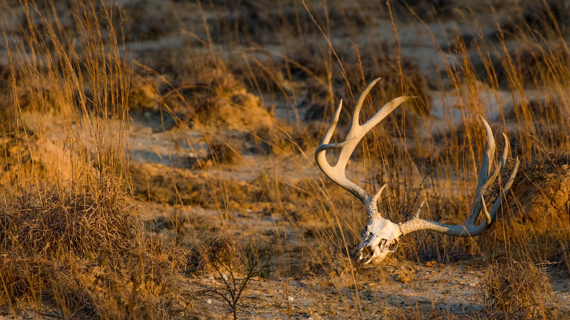 96% of Poaching Cases Go Undetected, New Report Says | MeatEater ...