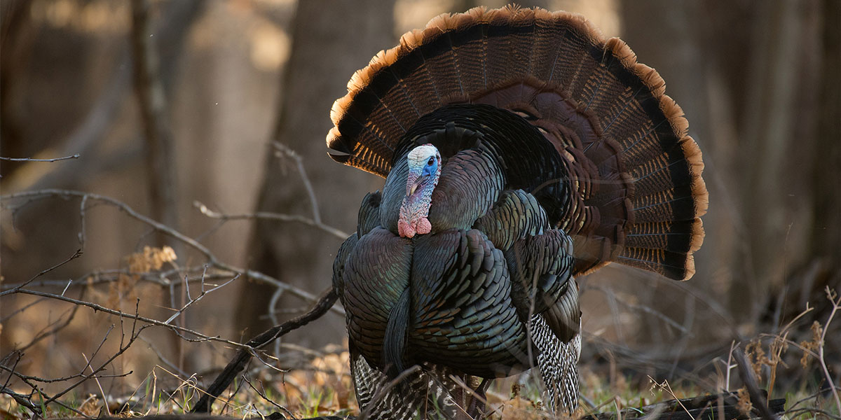 America's 5 Wild Turkey Species | MeatEater Hunting