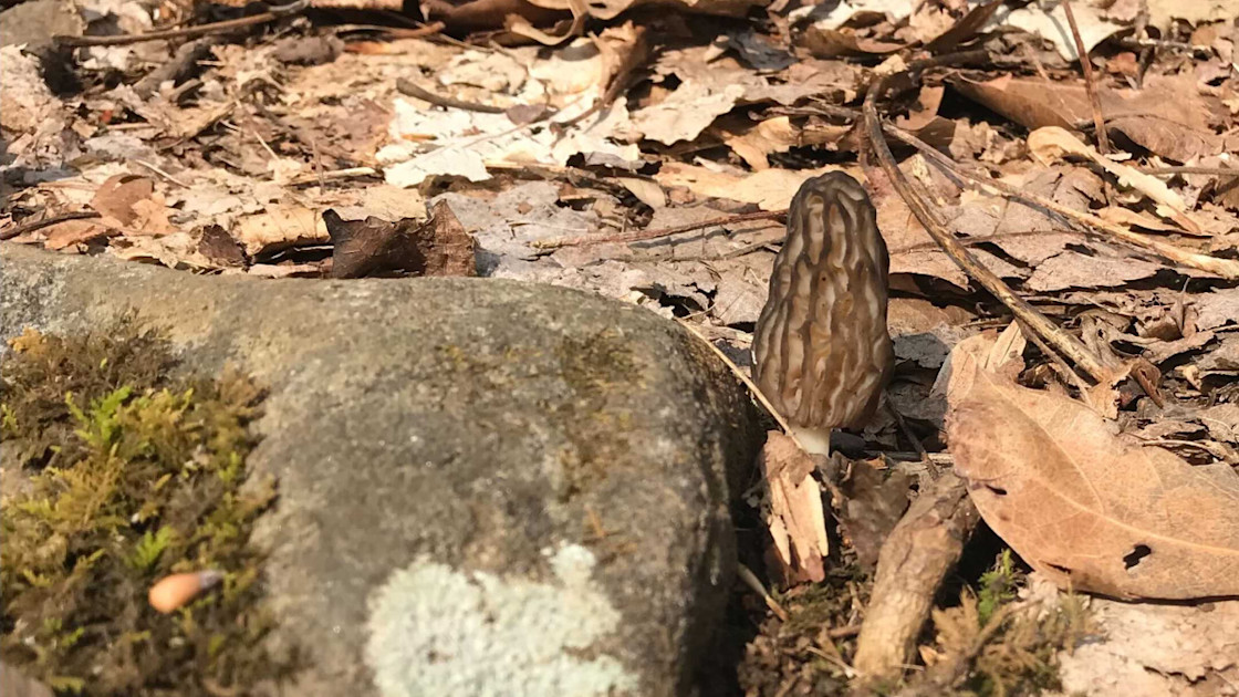 How to Find Black Morel Mushrooms | MeatEater Wild Foods