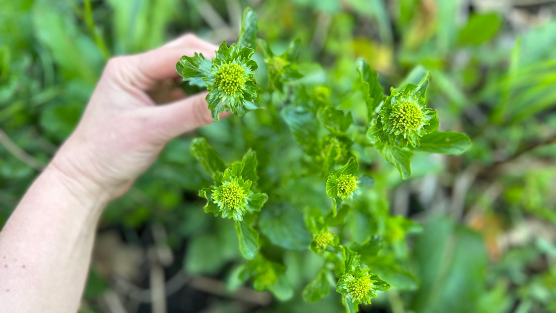 How to Forage for Wintercress | Wild + Whole