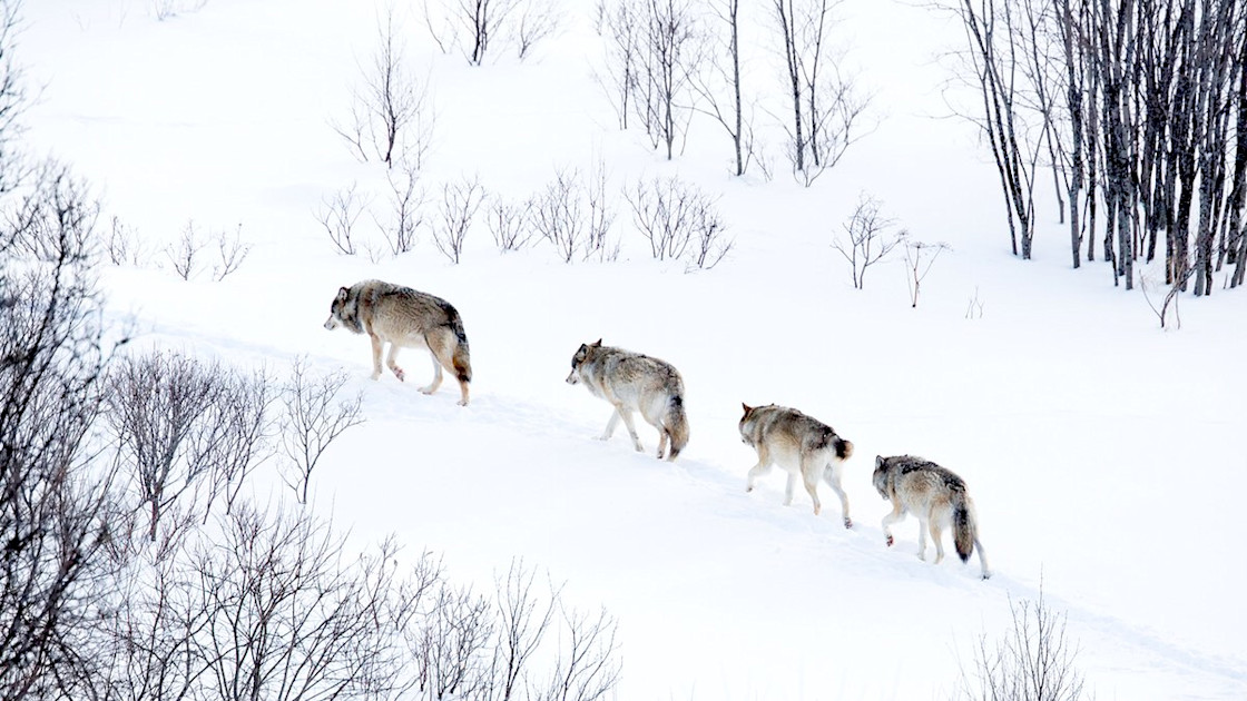 Wolves Killing Colorado Livestock Even Before Formal Reintroduction ...