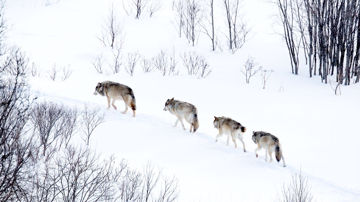 Wolves Killing Colorado Livestock Even Before Formal Reintroduction ...