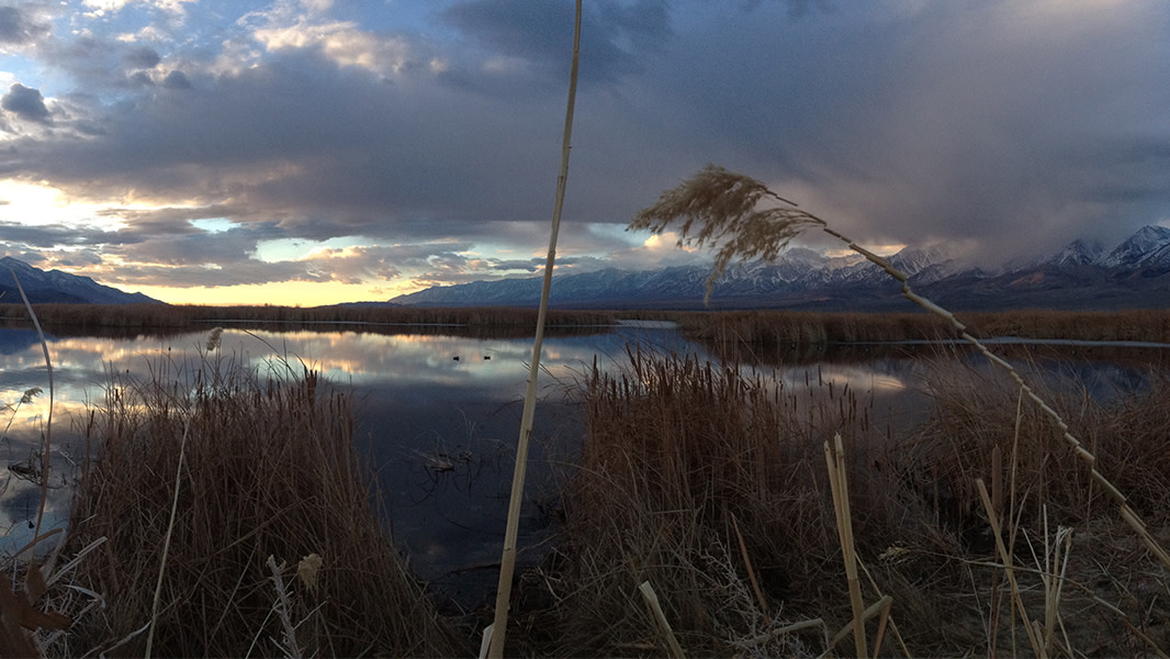 A Basic Overview of Puddle Ducks | MeatEater Hunting