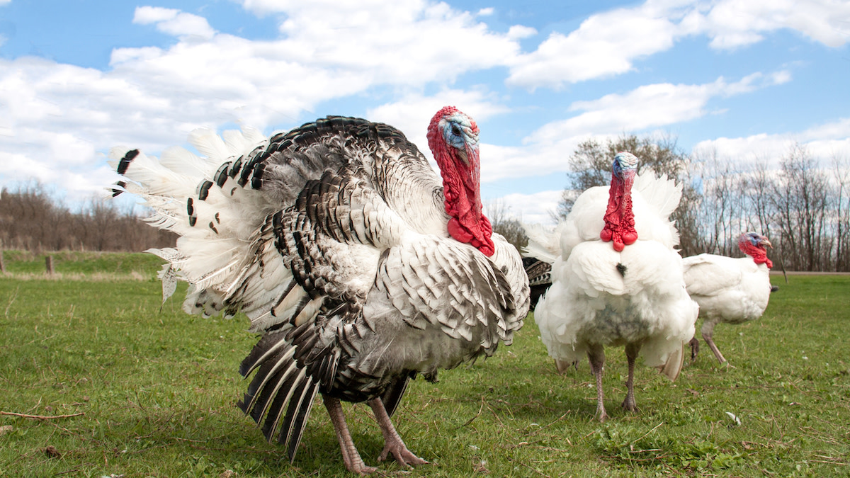 Understanding Domestic and Heritage Turkey Breeds | Wild + Whole