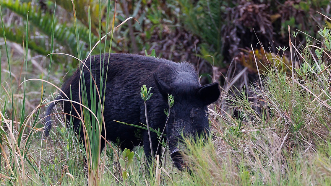 Study Claims Feral Hogs Really Aren't All That Bad | MeatEater ...
