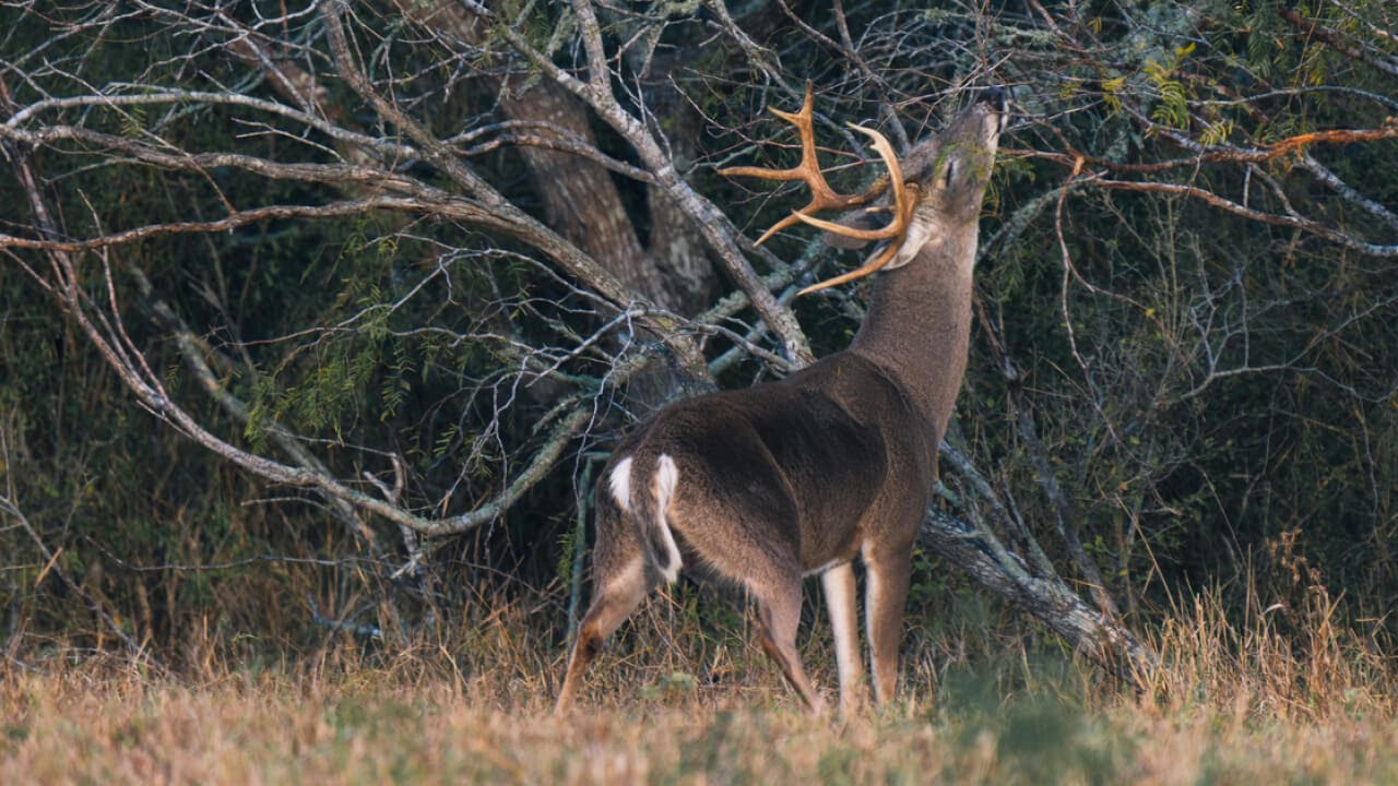 How to Identify, Interpret, and Hunt Deer Scrapes | Whitetail EDU Season 1
