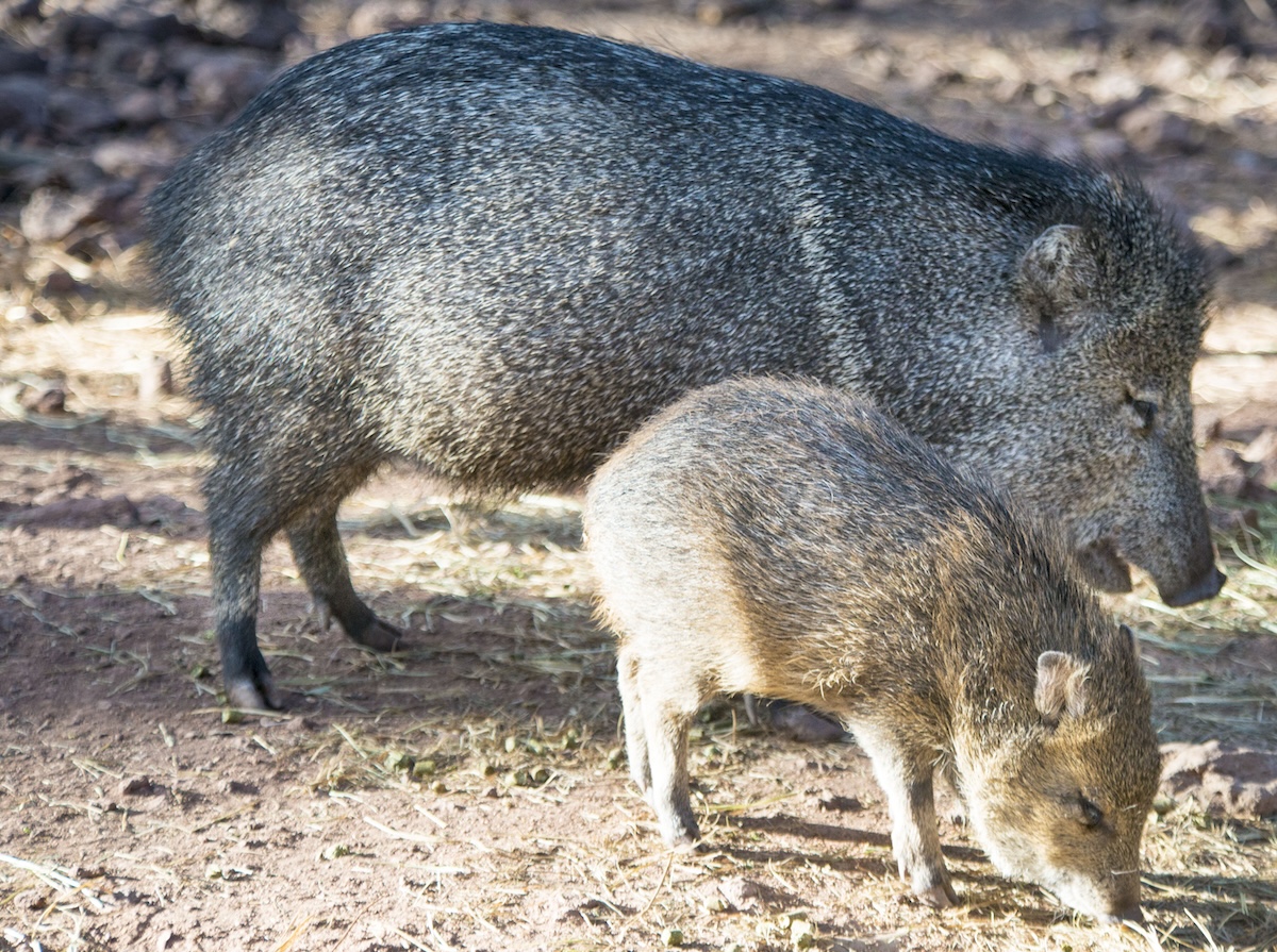 Javelina: The Nontypical Pig | MeatEater Hunting