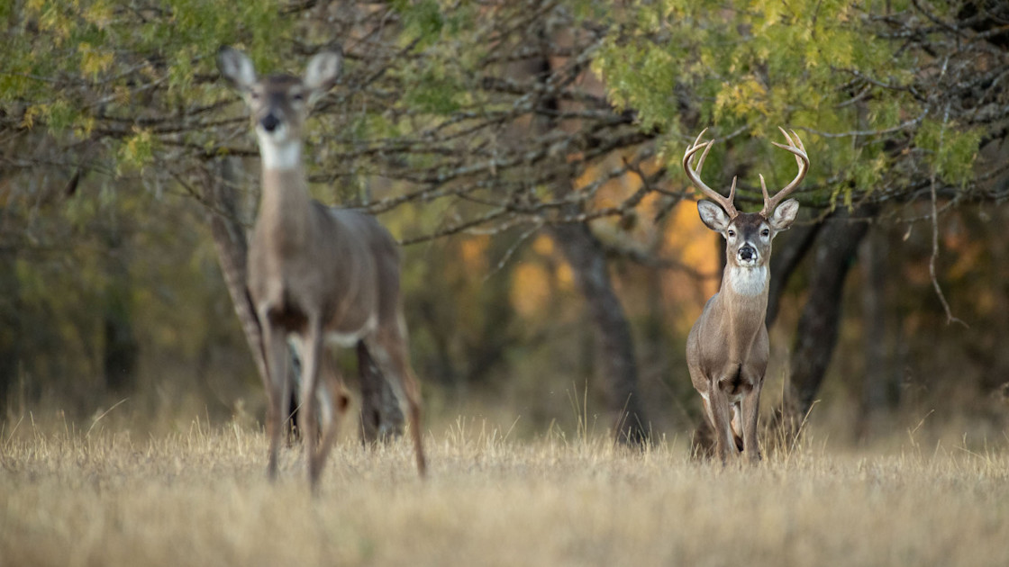 Why Are Bucks Always Last in Line? | MeatEater Hunting