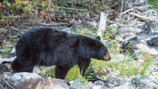 Following 2018 Ban, New Jersey Reopens Black Bear Season | MeatEater ...