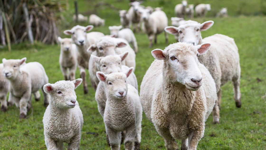 What You Need to Know About Raising Sheep | Wild + Whole