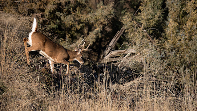 This Common Mistake Causes Deer to Bust You | MeatEater Wired To Hunt