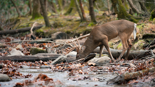 How to Hunt a Thermal Hub | MeatEater Wired To Hunt