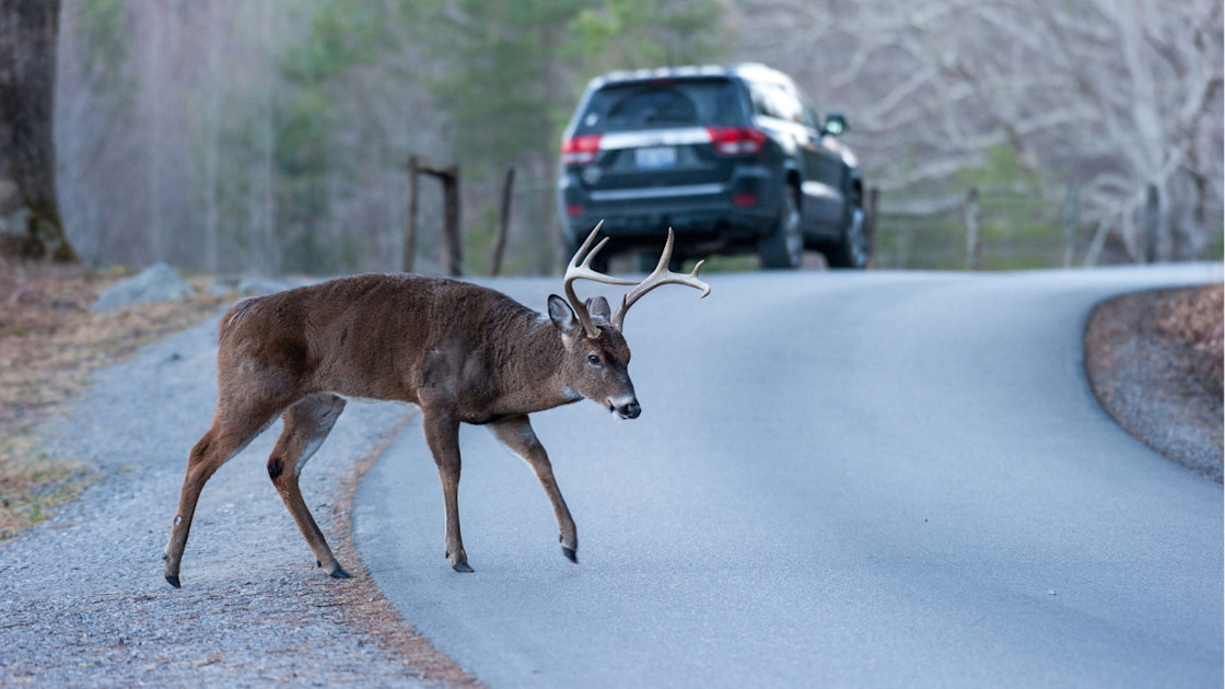 How to Kill an Urban Buck | MeatEater Wired To Hunt