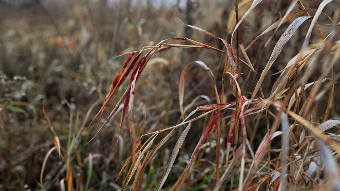 The Struggle of a Colorblind Outdoorsman | MeatEater Hunting