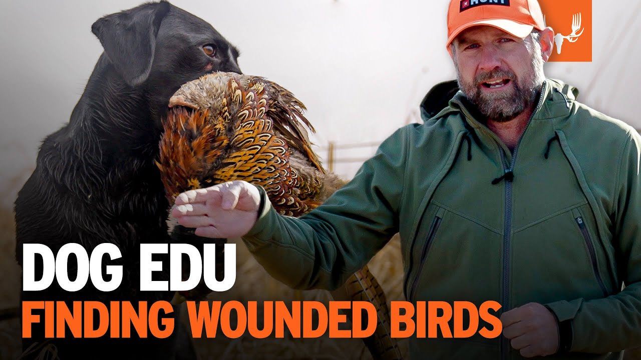 Finding Wounded Birds | Dog EDU Season 1