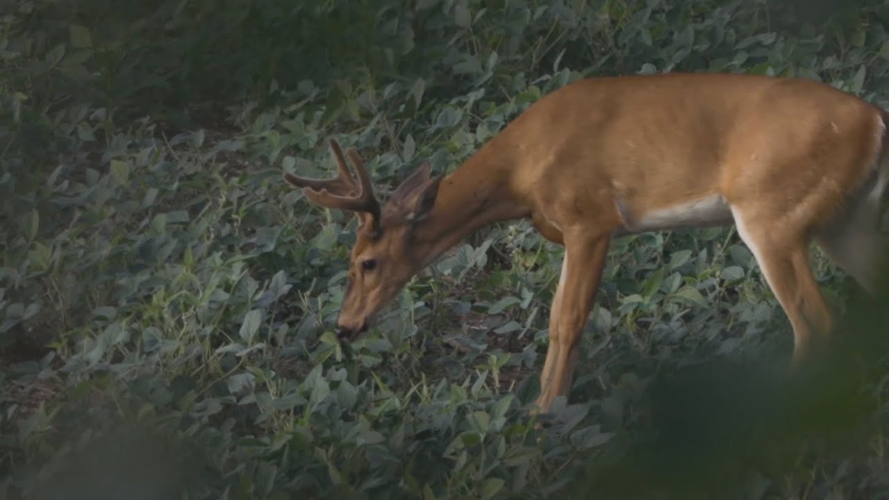 S1-E08: How To Identify a Buck Staging Area