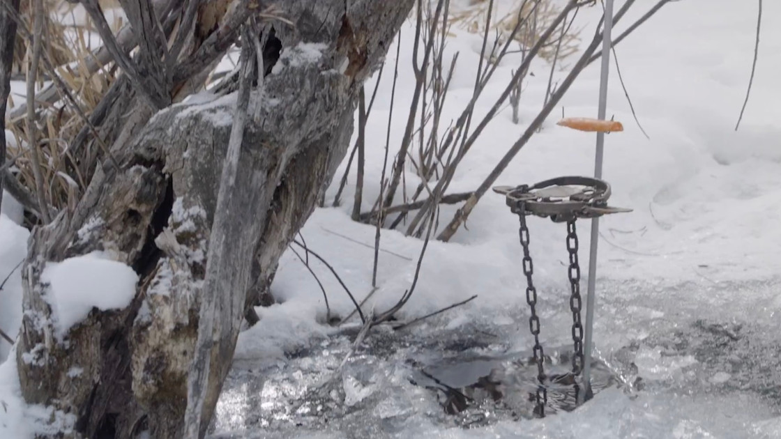 Video: How to Trap Muskrat | MeatEater Hunting