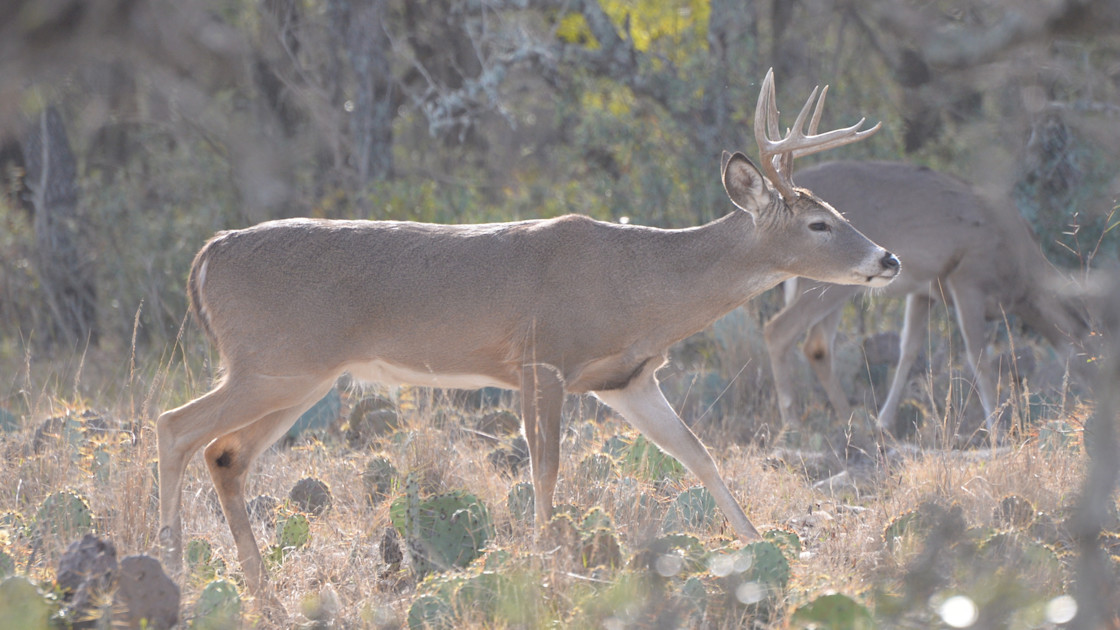 How to Use Fresh Sign to Kill a Rutting Buck | MeatEater Wired to Hunt