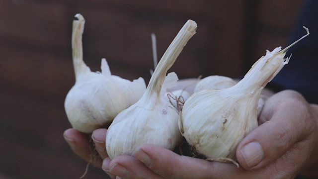 Spring Care for Big Bulbs of Garlic | Wild + Whole