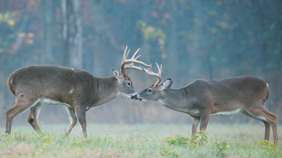 The False CWD: Cranial Abscess Syndrome | MeatEater Wired To Hunt