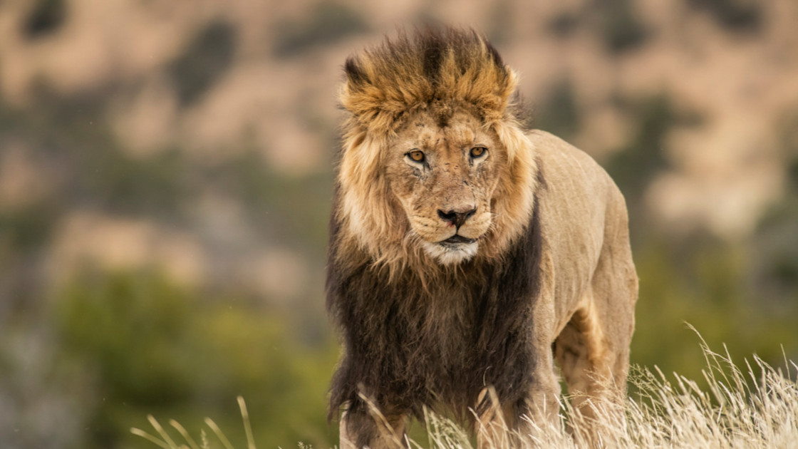 Peta Anti Hunting Quotes