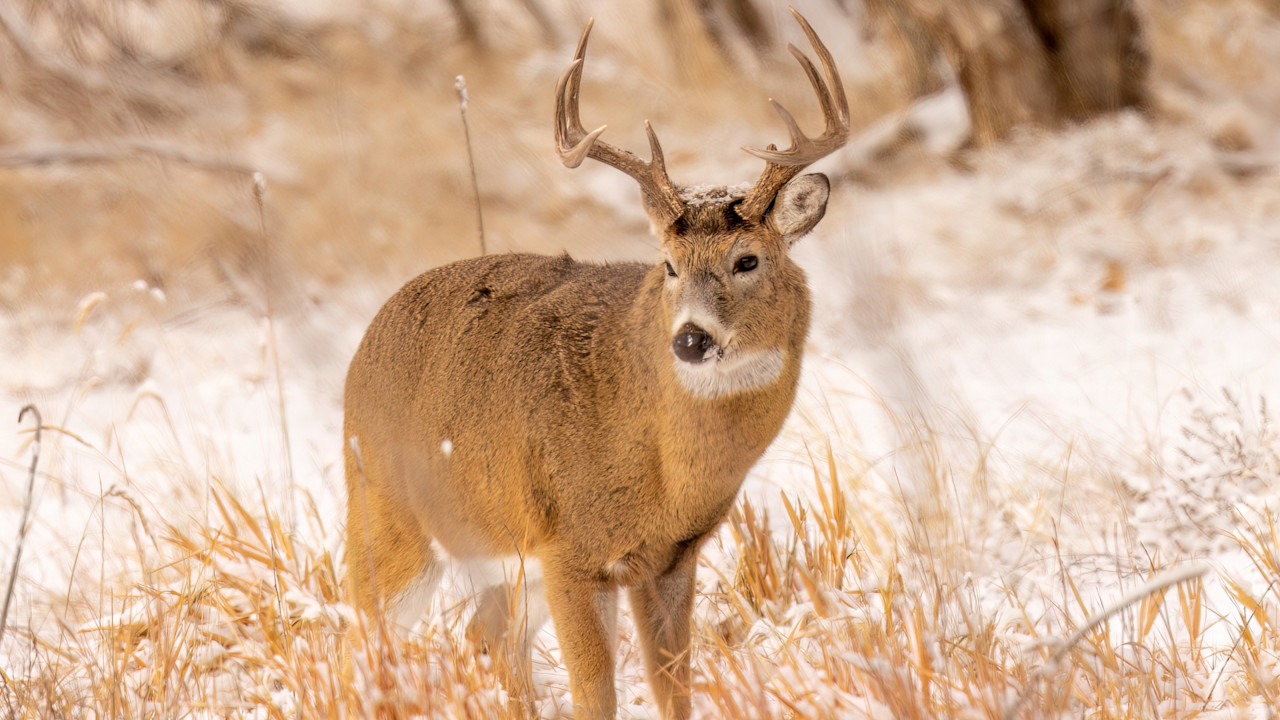 Best Whitetail Deer Hunting States Best Places To Hunt Whitetail Deer