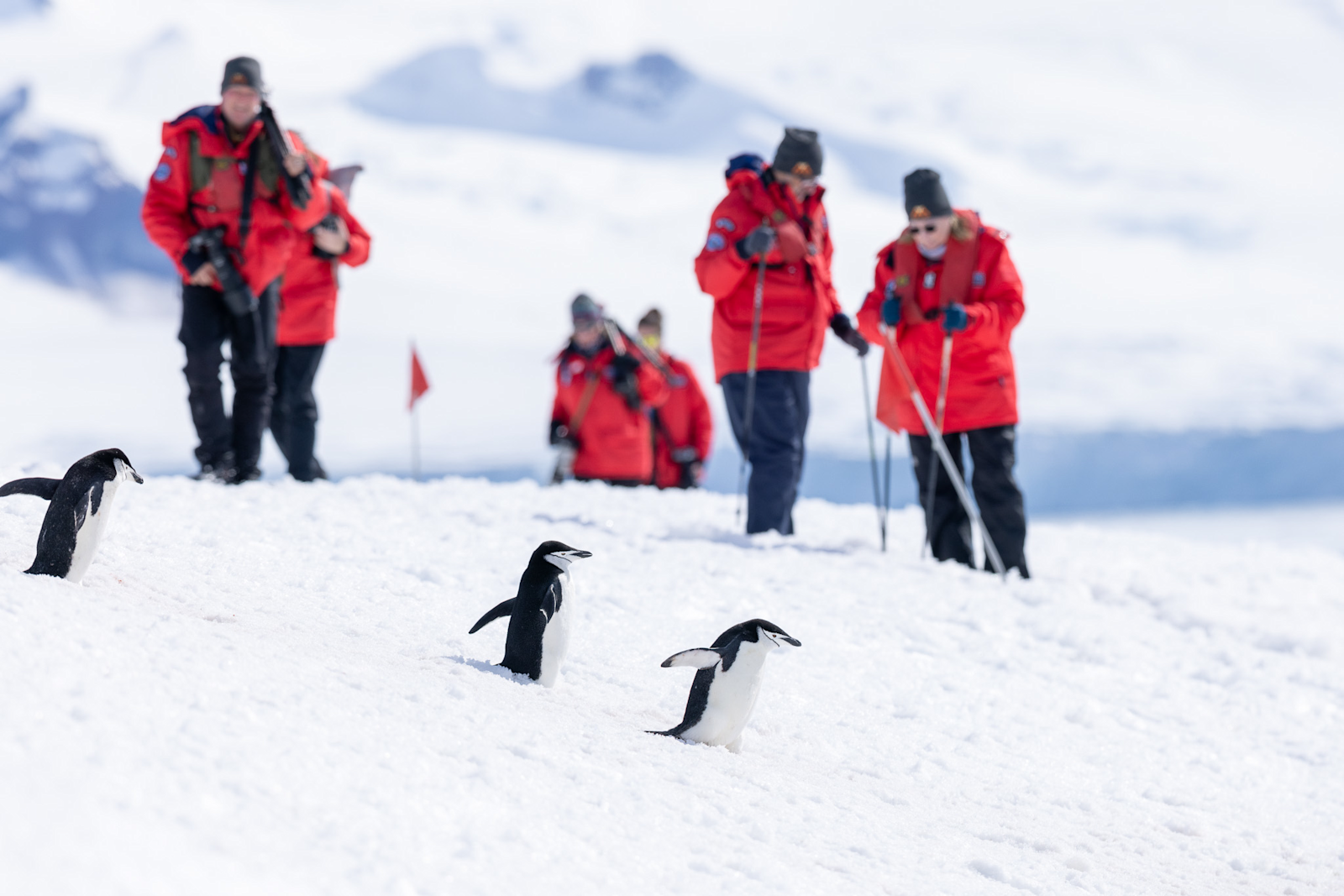 An Immersive Guide to Polar Expeditions