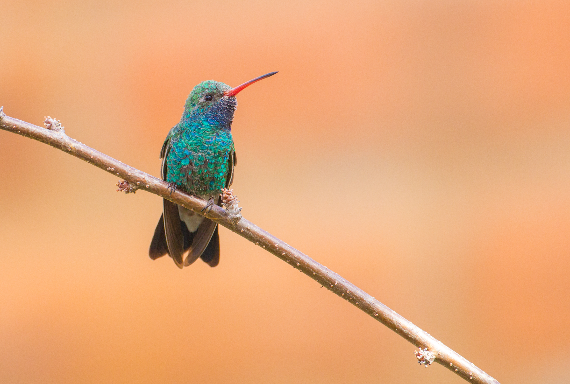 Birding in Costa Rica with the AX Visio